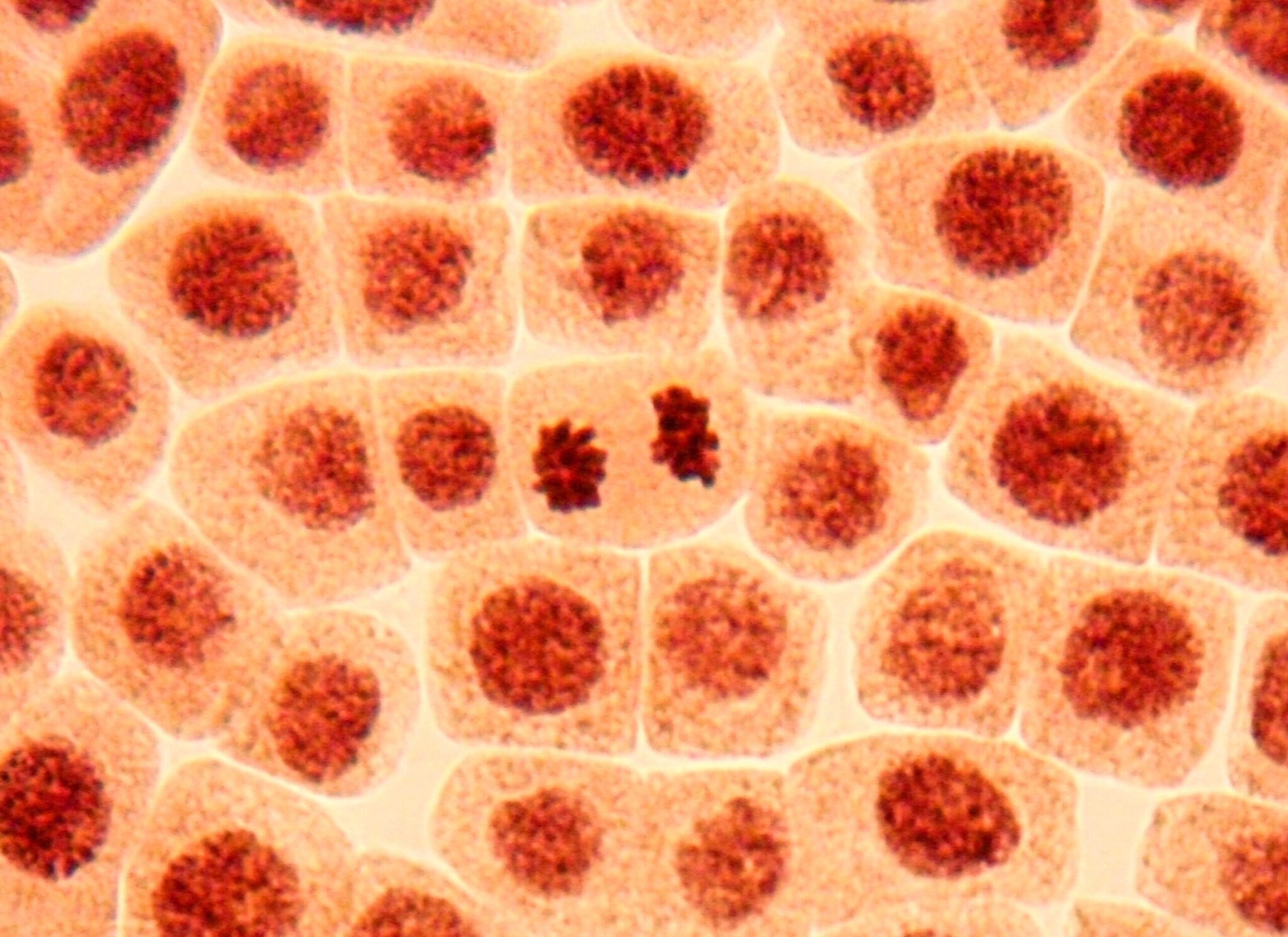 Kuidas paastumine aitab kehal terveneda – kunglarahvas.ee